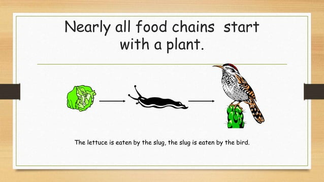 FOOD CHAINS UNIT 3 YEAR 3 | PPTX | Food & Drink