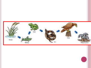 food and web chain | PPT