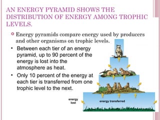 food and web chain | PPT
