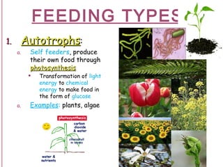 food and web chain | PPT