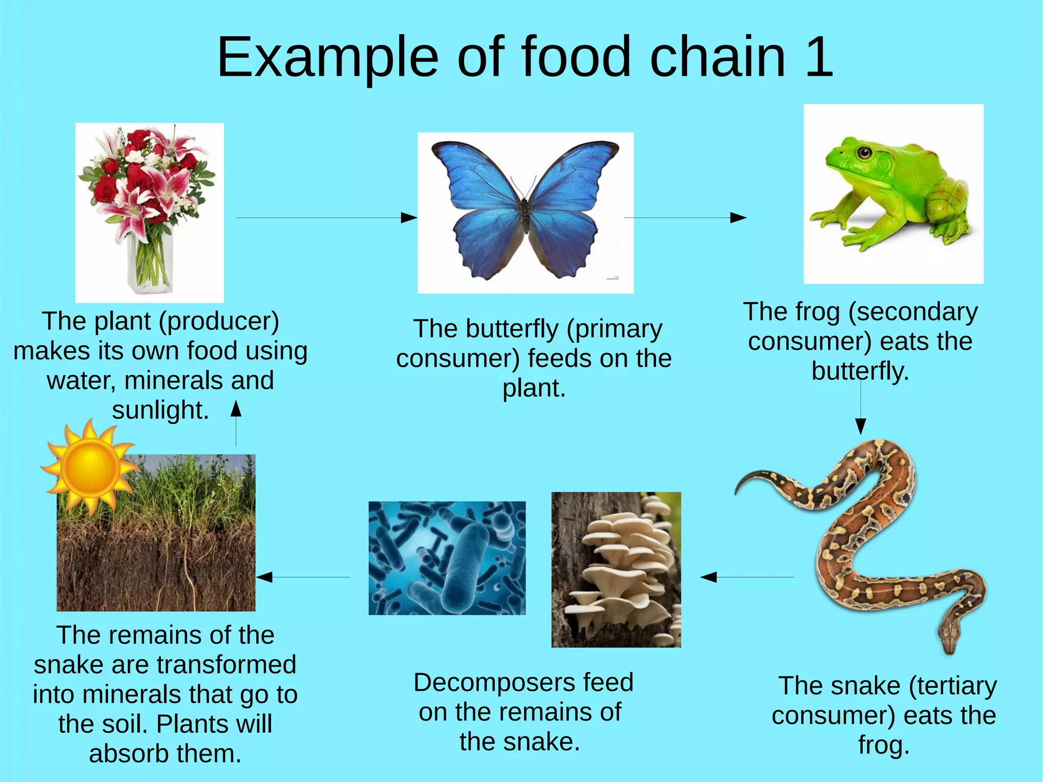 Food chains | PPT