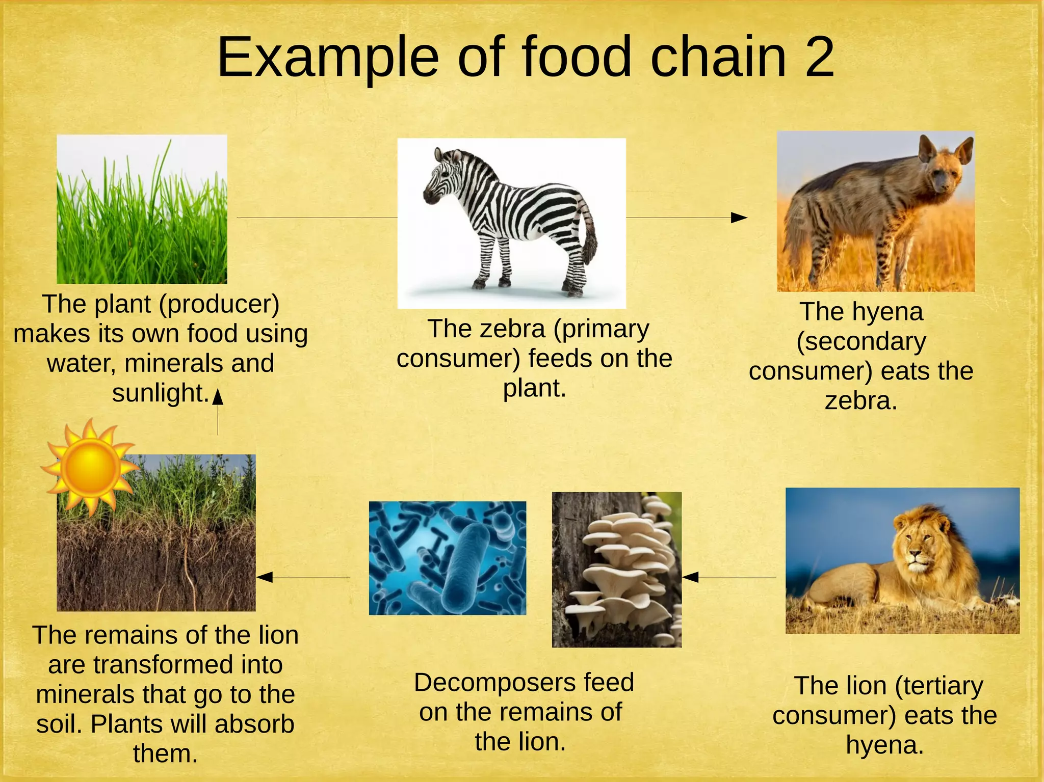 Food chains | PPT