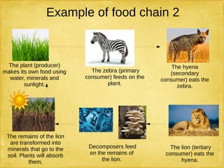 Food chains | PDF