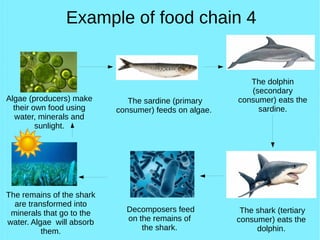Food chains | PDF