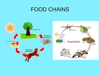 Pond Food Chain For Kids