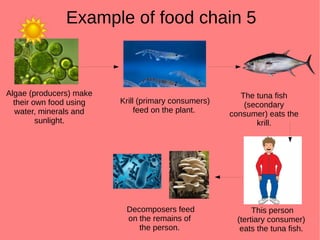 Tertiary Consumer Examples