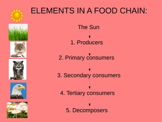 Consumer Food Chain