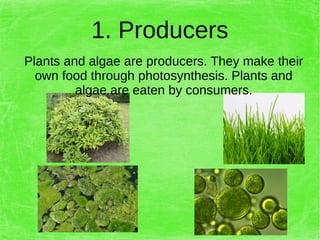 Producers Plants Examples