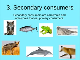 Secondary Consumer