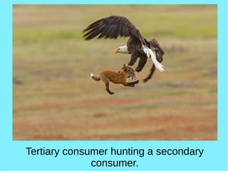 Tertiary Consumers Examples