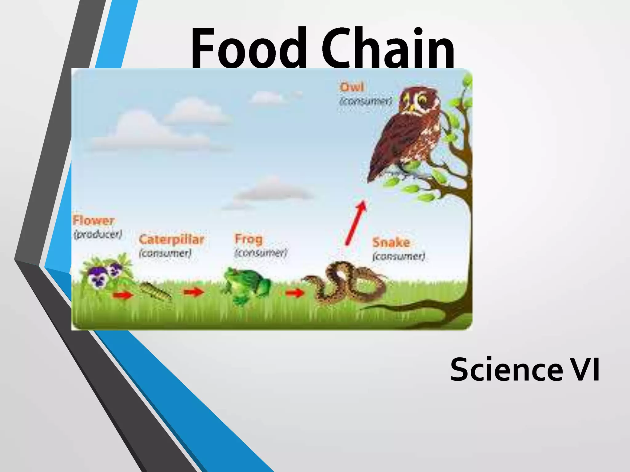 FoodChains.ppt