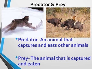 FoodChains.ppt
