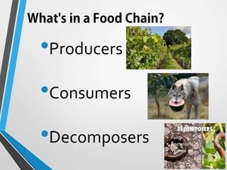 FoodChains.ppt