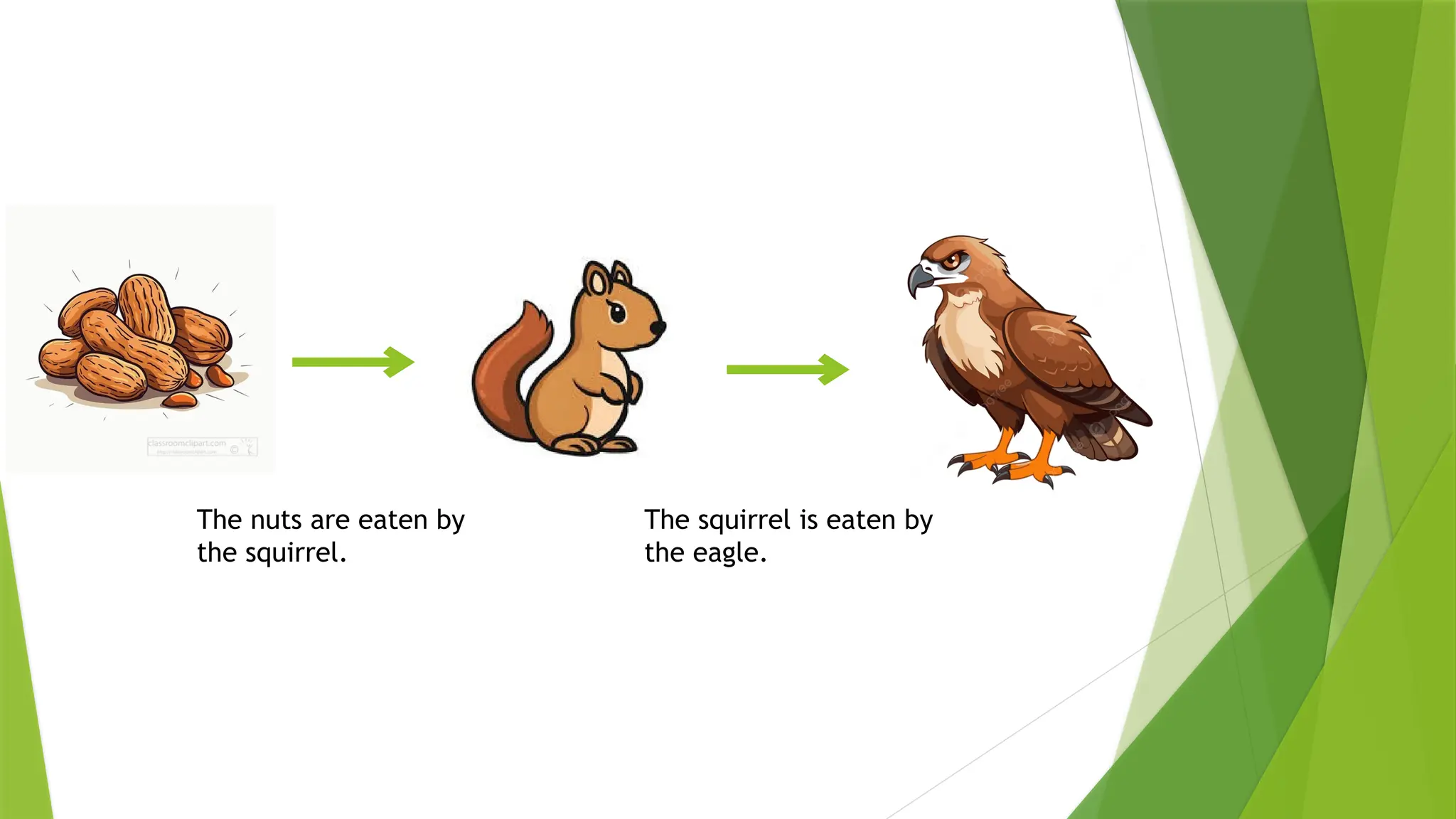 Food chains - Transfer of energy - 3rd Grade | PPTX