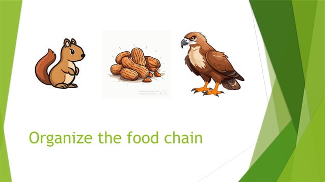 Food chains - Transfer of energy - 3rd Grade | PPTX