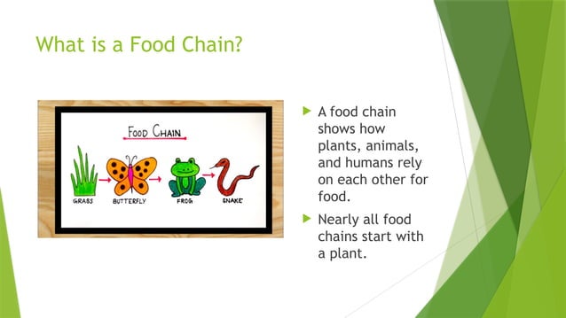 Food chains - Transfer of energy - 3rd Grade | PPTX