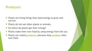Food chains - Transfer of energy - 3rd Grade | PPTX