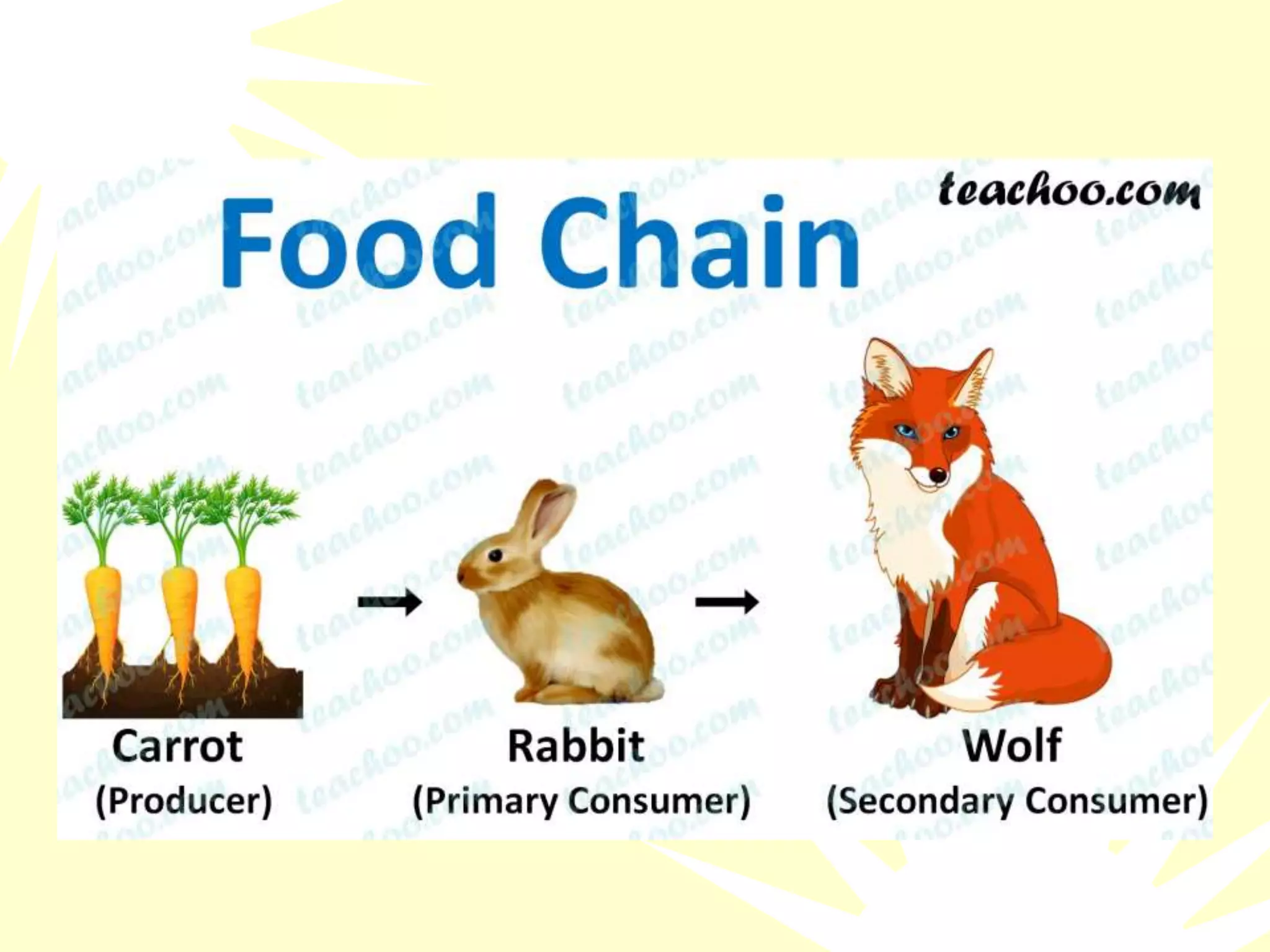 Food Chains and Food Web.ppt