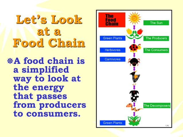 Food Chains and Food Web.ppt | Food & Drink