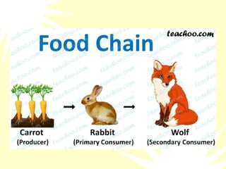 Food Chains and Food Web.ppt