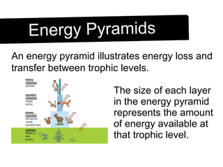 Food Chains and Food Webs | PPT