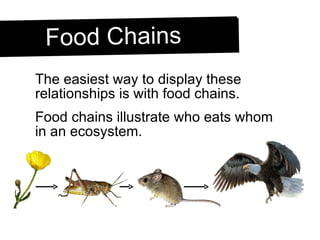 Food Chains and Food Webs | PPT