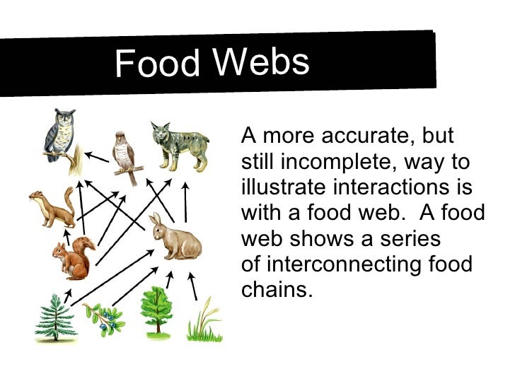 Food Chains and Food Webs