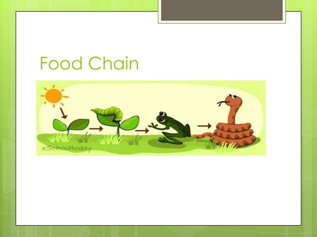 food chains and food webs | PPT