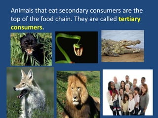 Food chains and food webs | PPTX
