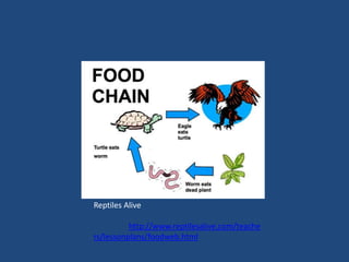 Food chains and food webs | PPTX