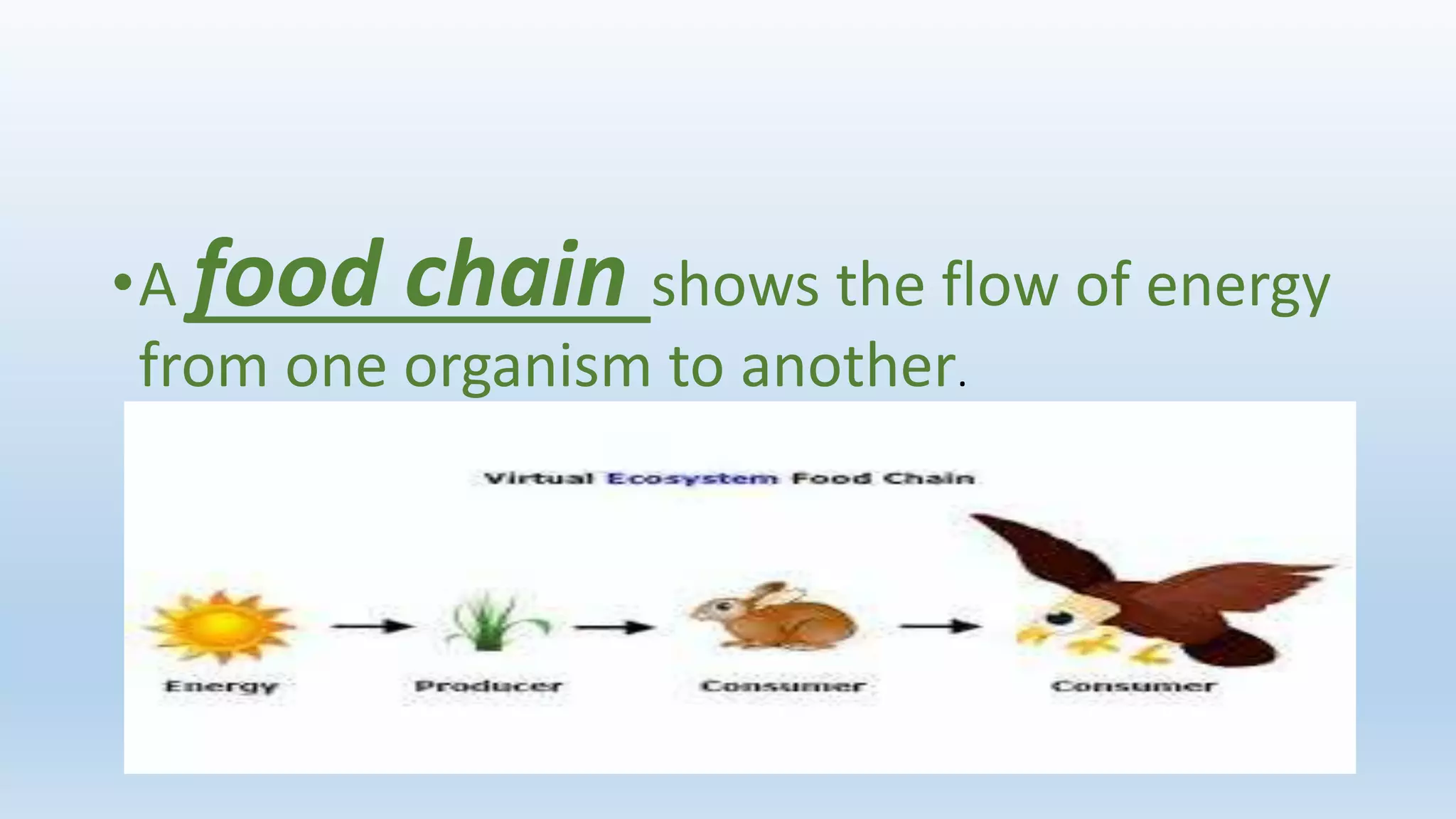 Food chains and food webs | PPTX | Food & Drink