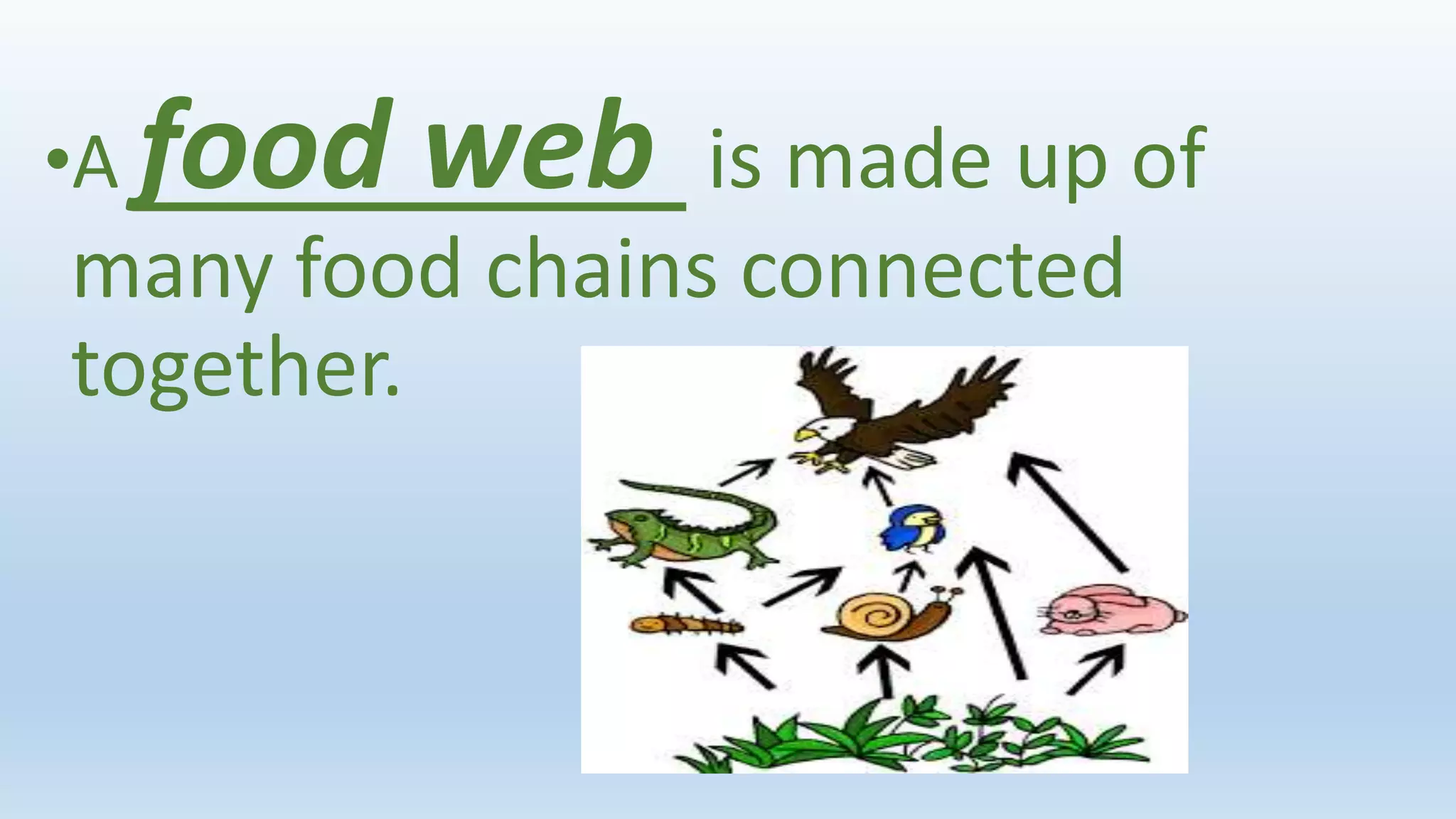 Food chains and food webs | PPTX | Food & Drink