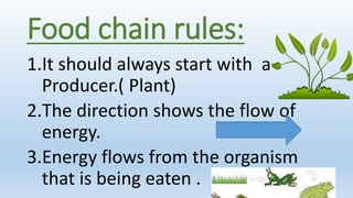Food chains and food webs | PPTX | Food & Drink