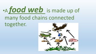 Food chains and food webs | PPTX | Food & Drink