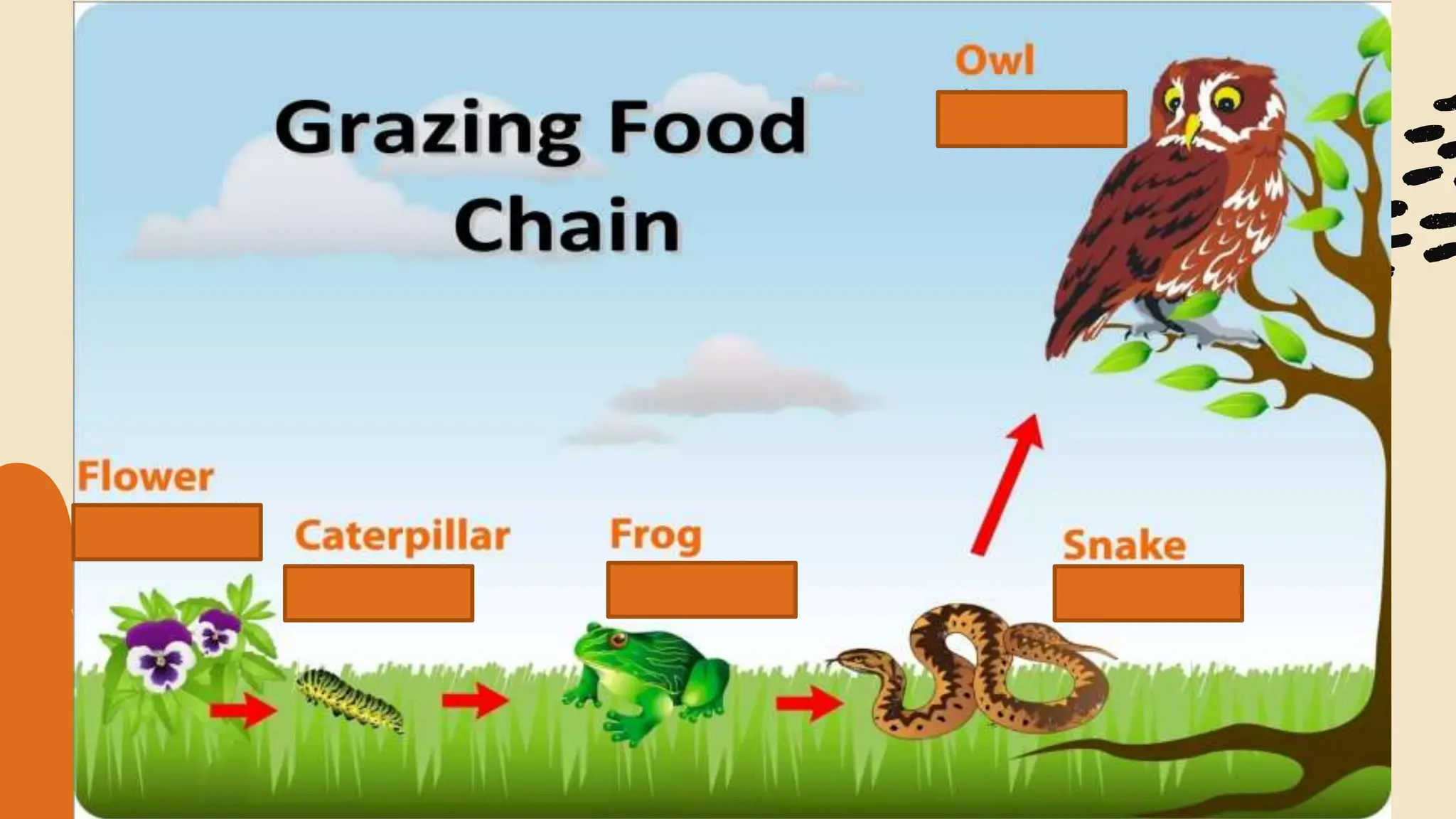What are food chains and food webs in an ecosystem? | PPTX | Food & Drink