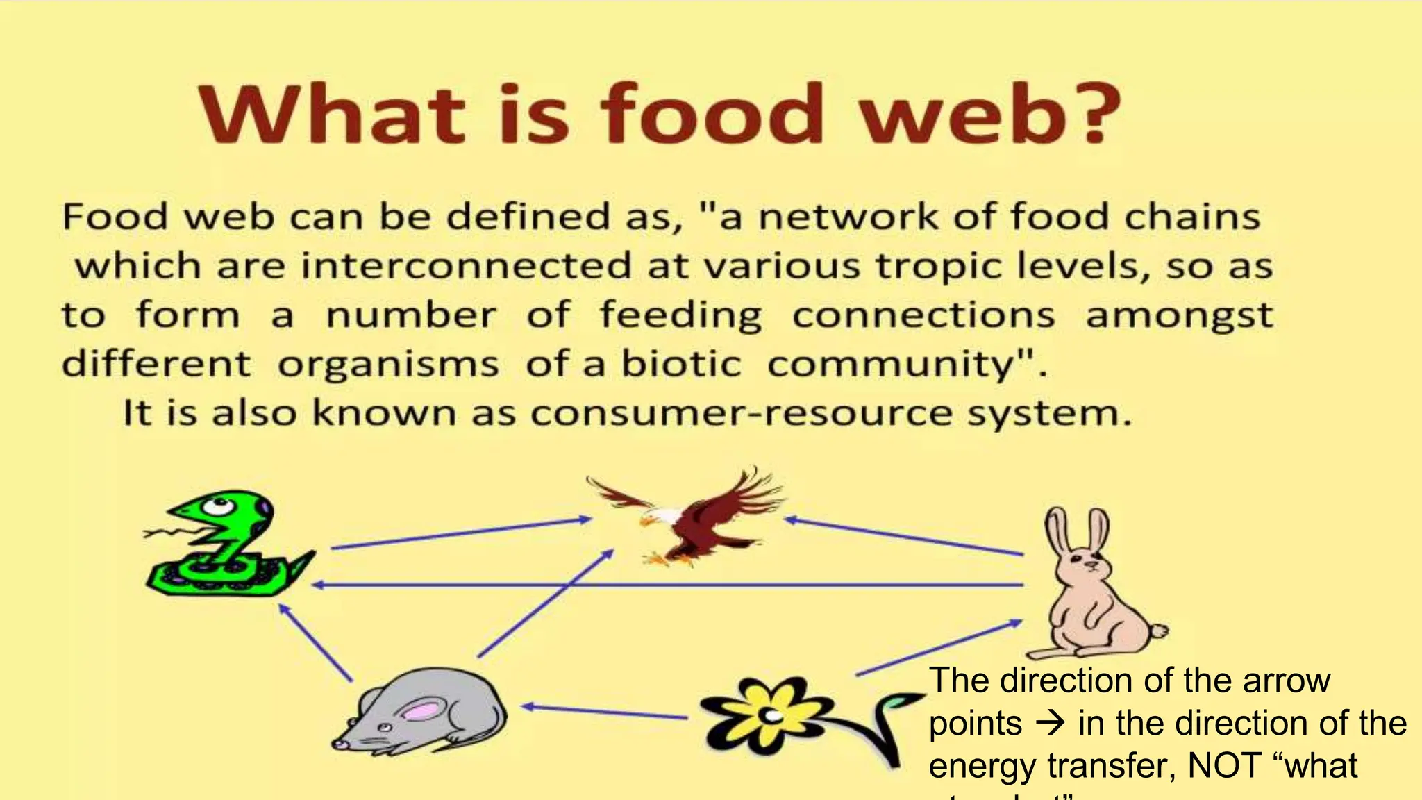 What are food chains and food webs in an ecosystem? | PPTX | Food & Drink