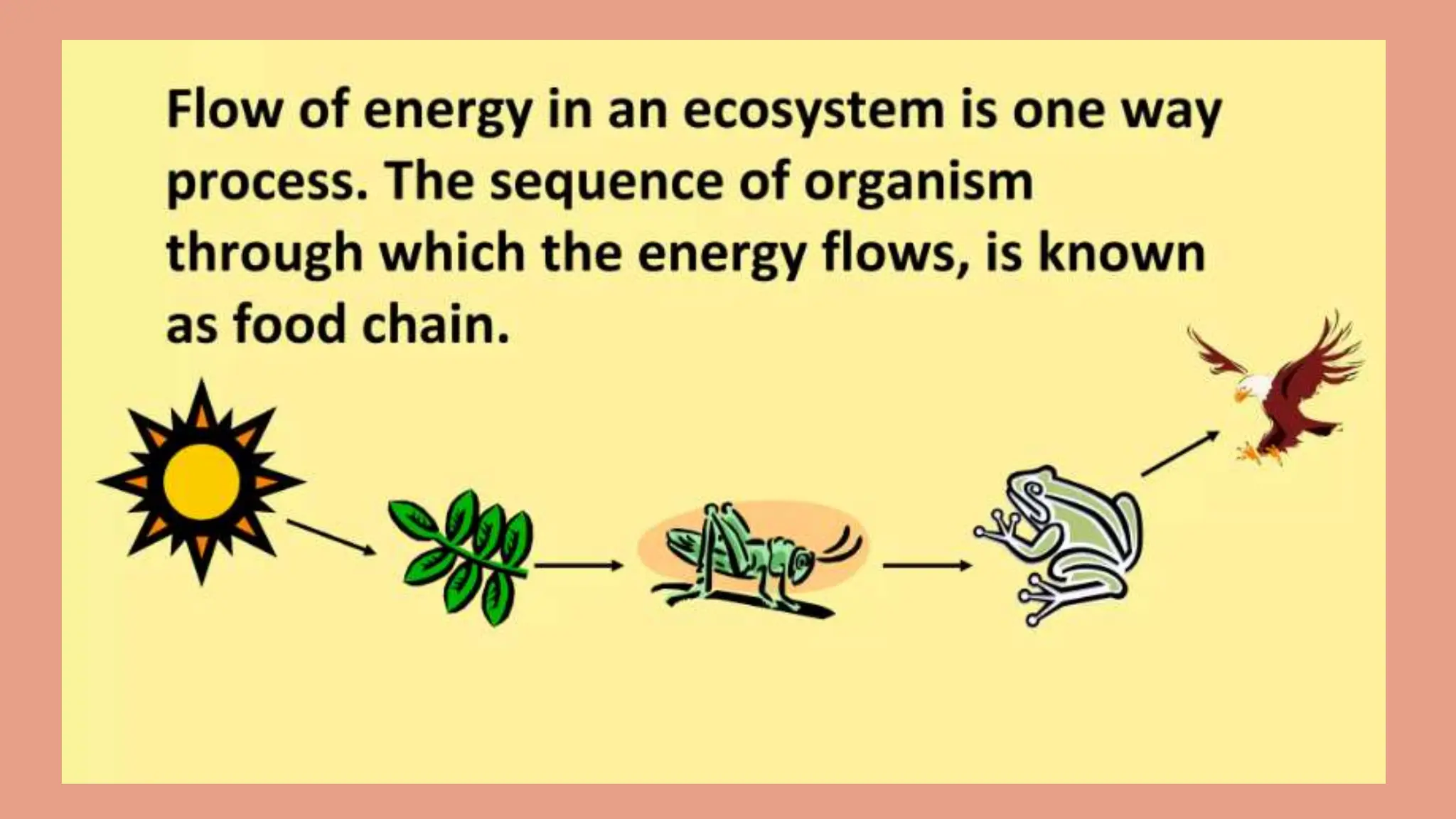 What are food chains and food webs in an ecosystem? | PPTX | Food & Drink