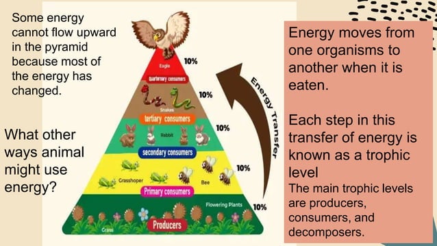 What are food chains and food webs in an ecosystem? | PPTX | Food & Drink