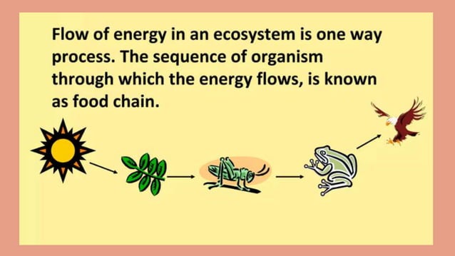 What are food chains and food webs in an ecosystem? | PPTX | Food & Drink