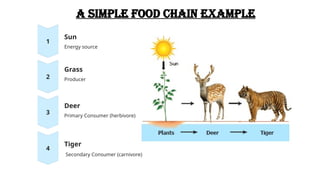 MADE BY 07 Food Chains and Food Webs.pptx