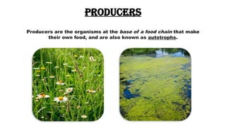 MADE BY 07 Food Chains and Food Webs.pptx