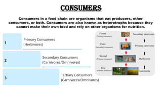 MADE BY 07 Food Chains and Food Webs.pptx