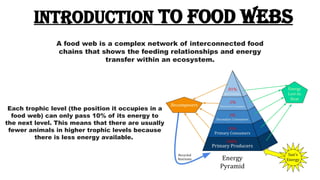 MADE BY 07 Food Chains and Food Webs.pptx