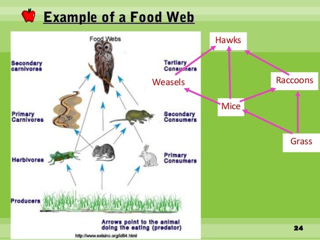 Food Chains and Food Webs (by: NPMendez)