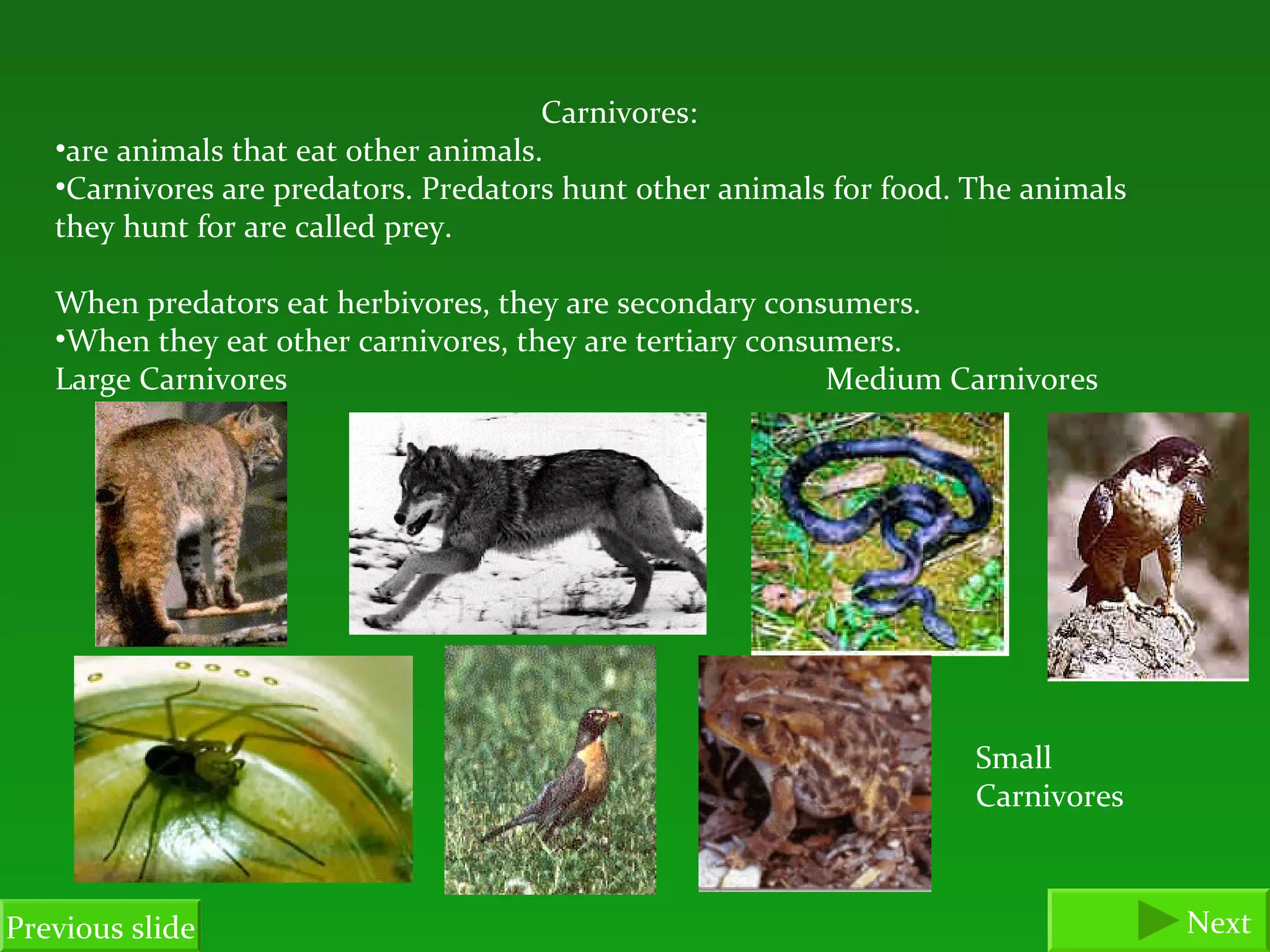 Food chains and food webs final | PPT