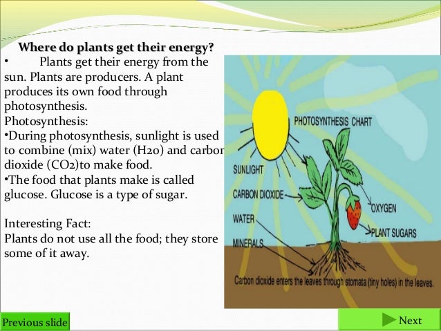 Where Do Plants Get Their Energy - Plant Ideas