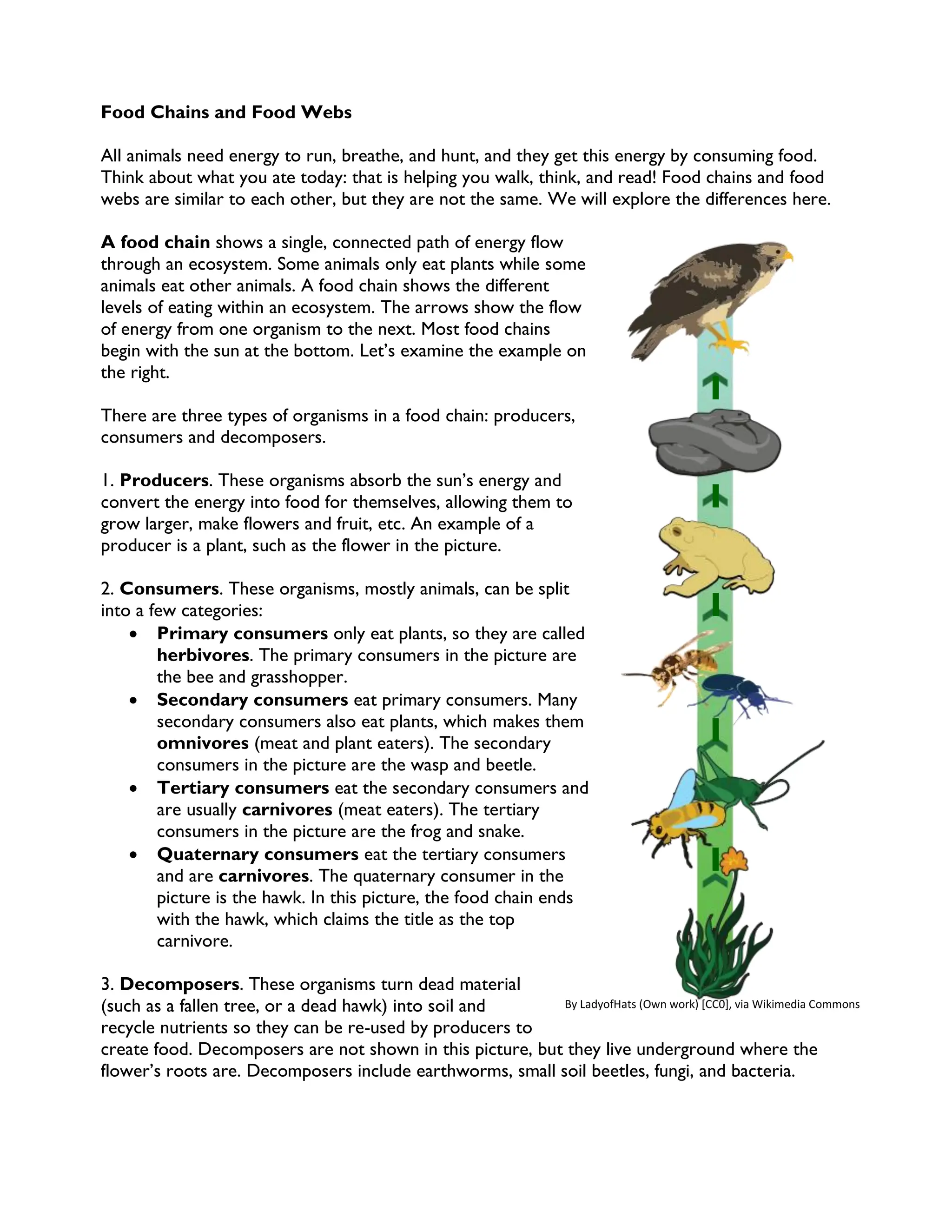 Food Chains and Food Webs Handout.pdf for grade 6 and 7 | PDF