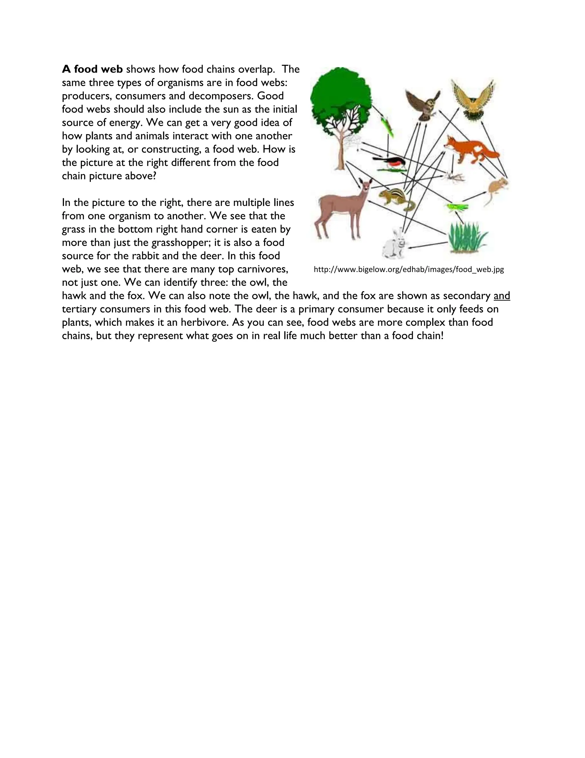 Food Chains and Food Webs Handout.pdf for grade 6 and 7 | PDF