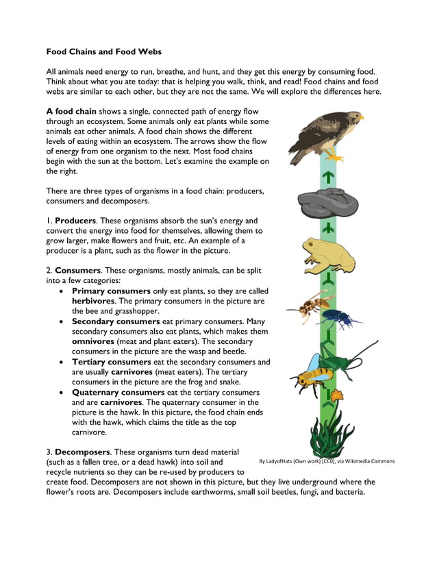 Food Chains and Food Webs Handout.pdf for grade 6 and 7 | PDF ...
