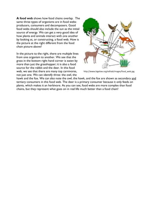 Food Chains and Food Webs Handout.pdf for grade 6 and 7 | PDF